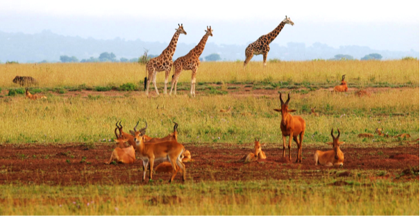 GMR Jungle Safaris - Unforgettable African Safari Experiences